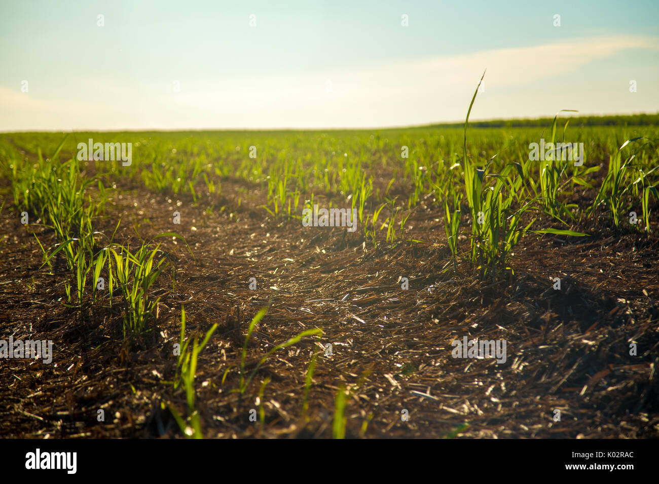 Seed growing cane hi-res stock photography and images - Alamy