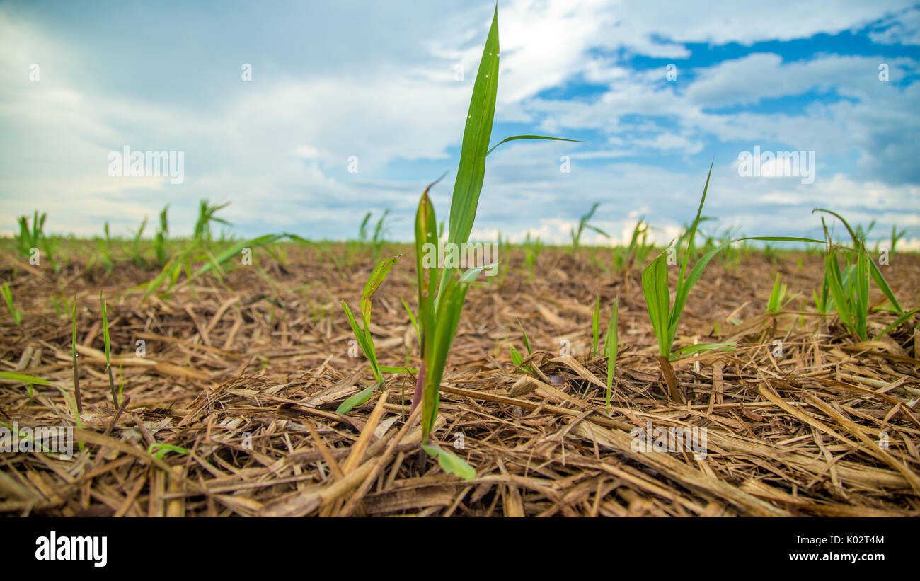 Sugar cane harvest industrial hi-res stock photography and images - Alamy