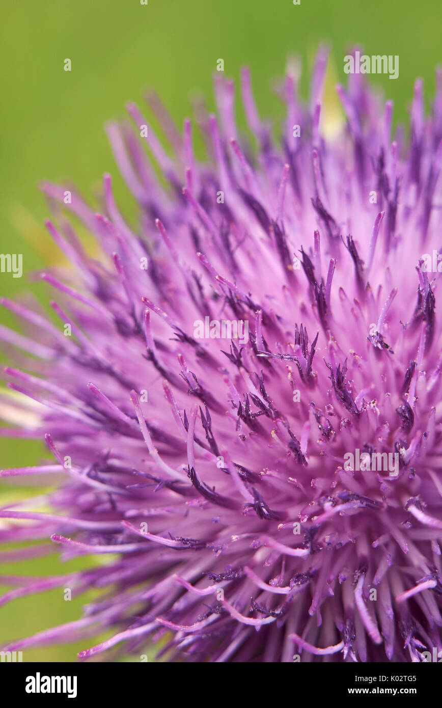 Silybum marianum asteraceae hi-res stock photography and images - Alamy