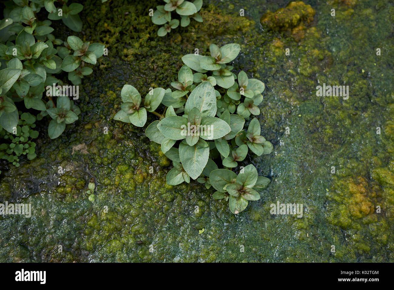 Veronica beccabunga hi-res stock photography and images - Alamy