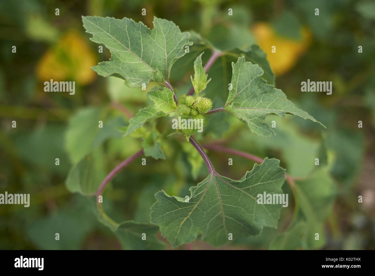 Xanthium orientale italicum hi-res stock photography and images - Alamy