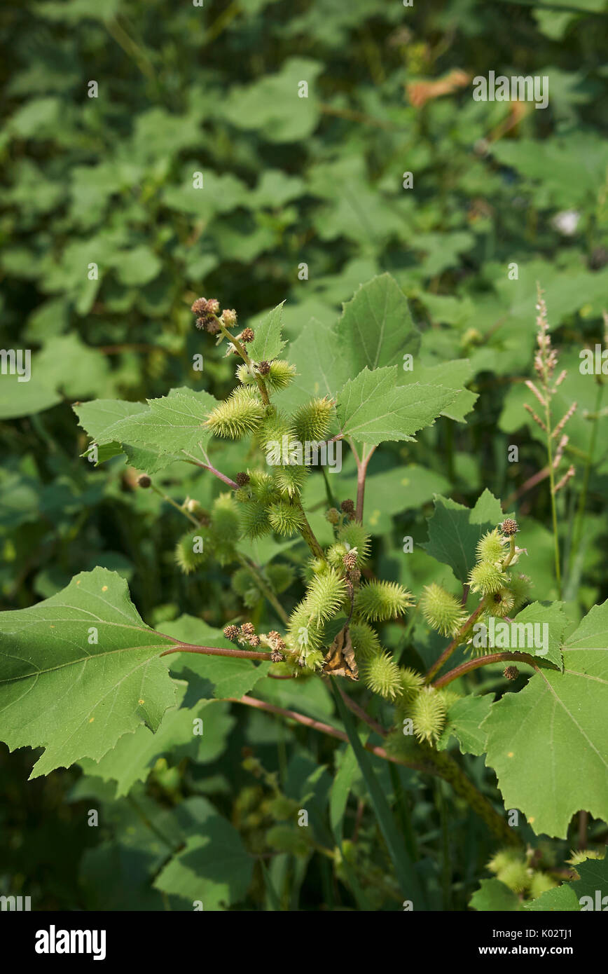 Xanthium italicum hi-res stock photography and images - Alamy