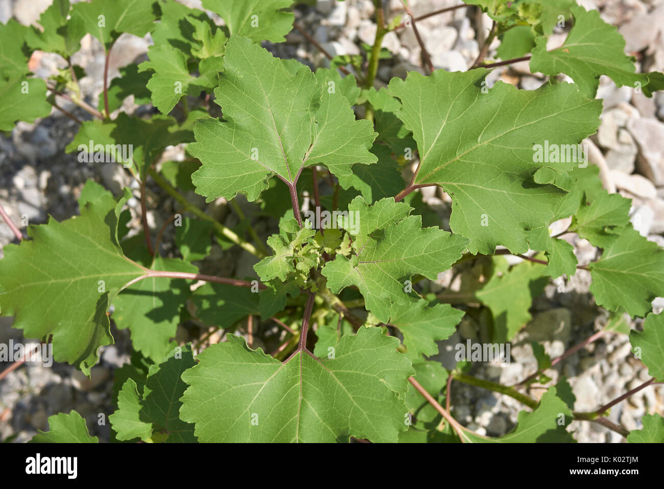 Xanthium italicum hi-res stock photography and images - Alamy