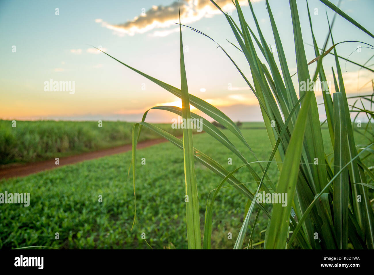 sugar cane sunset Stock Photo - Alamy