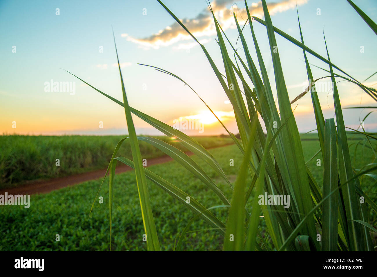 sugar cane sunset Stock Photo - Alamy