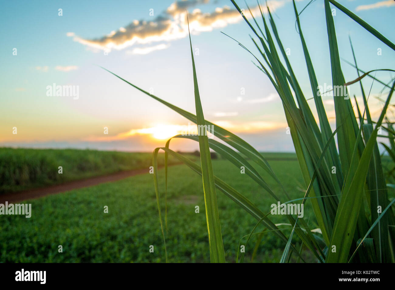 sugar cane sunset Stock Photo - Alamy