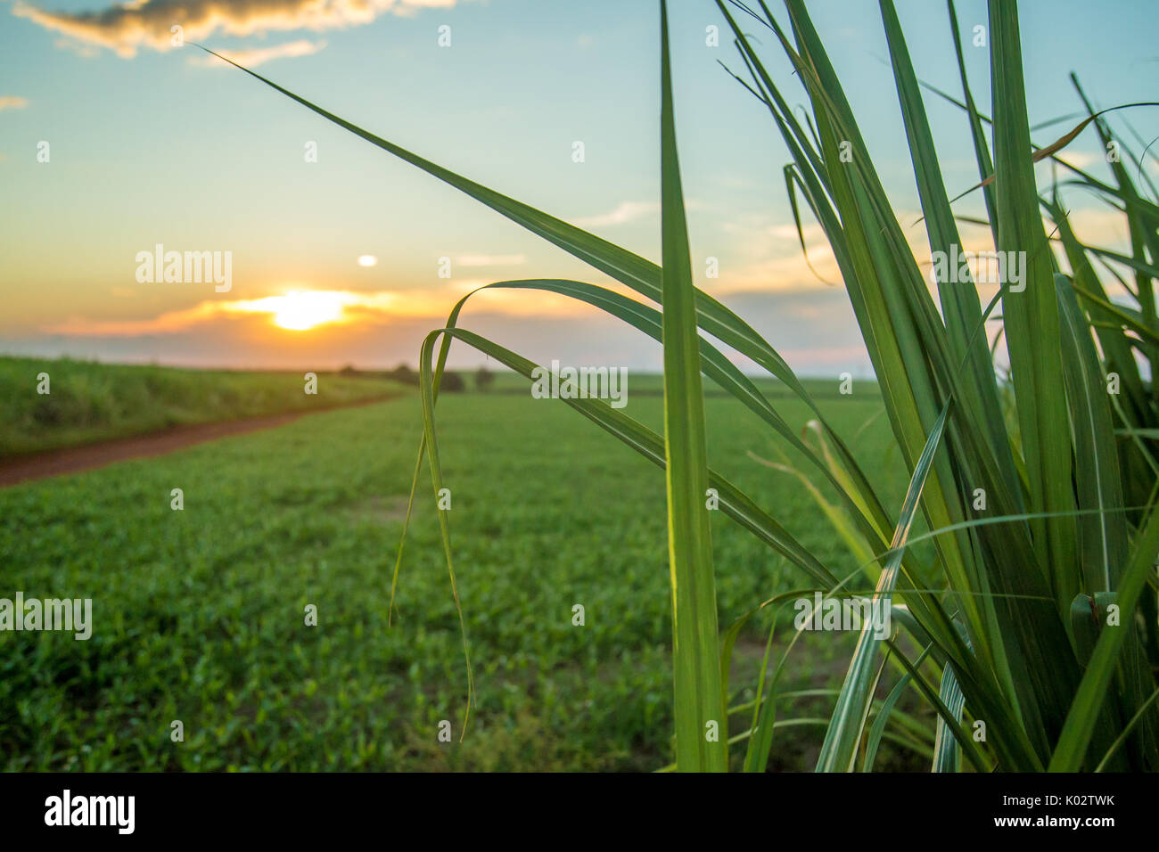 sugar cane sunset Stock Photo - Alamy