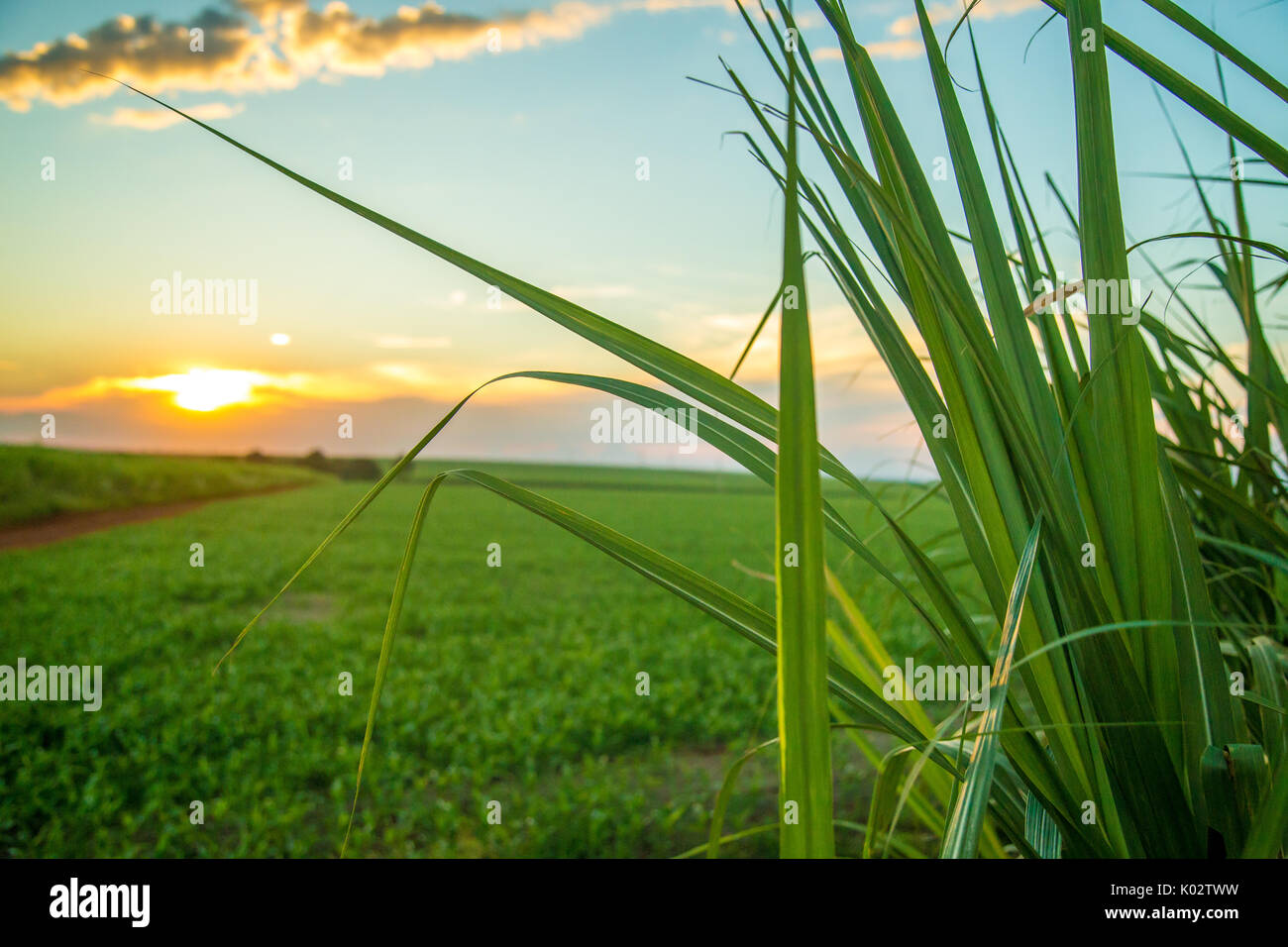 sugar cane sunset Stock Photo - Alamy