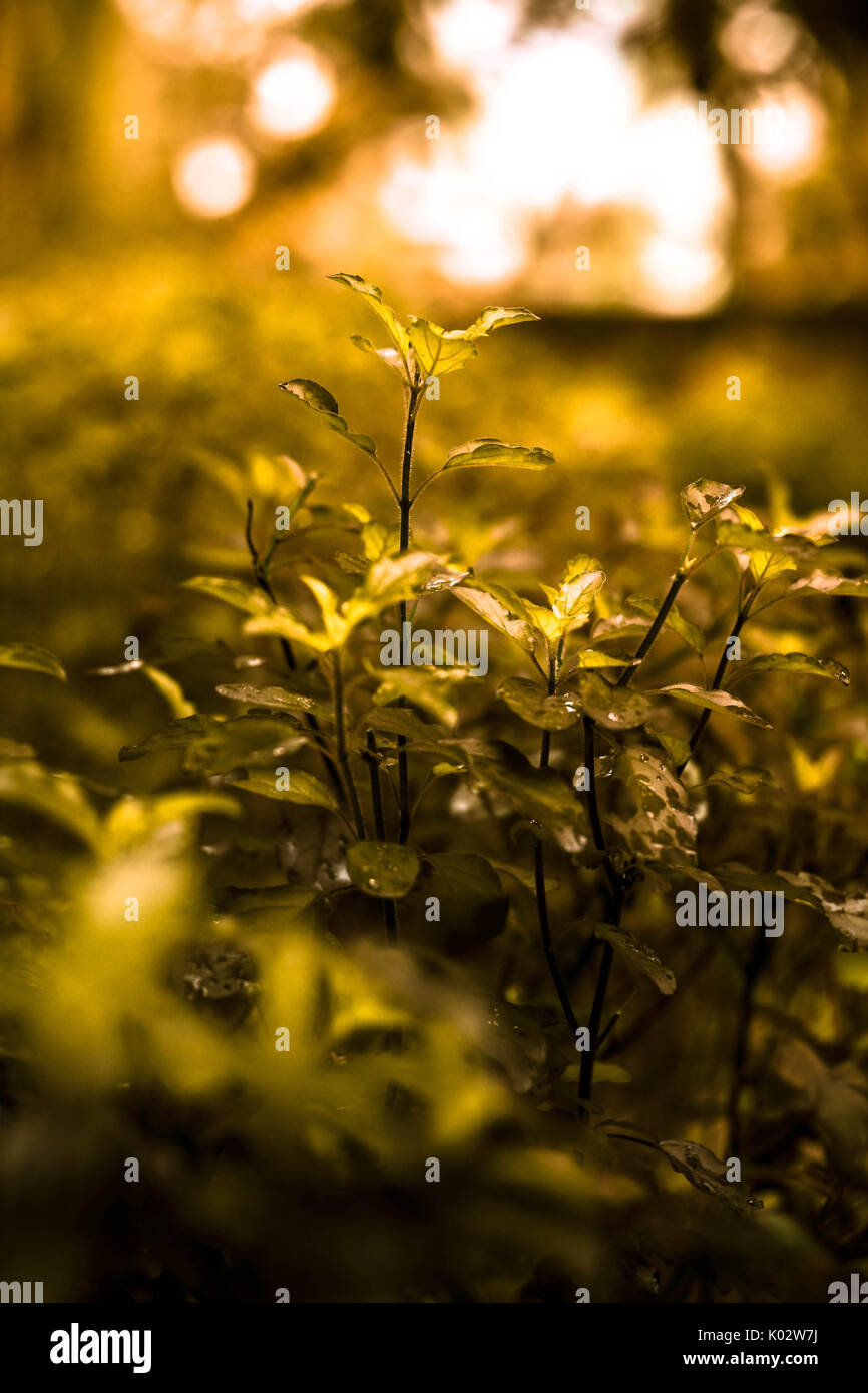 yellow evening lights Stock Photo - Alamy