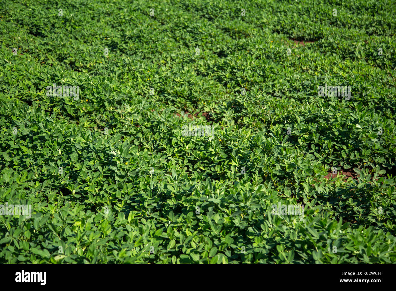 Peanut field plantation nature Stock Photo - Alamy