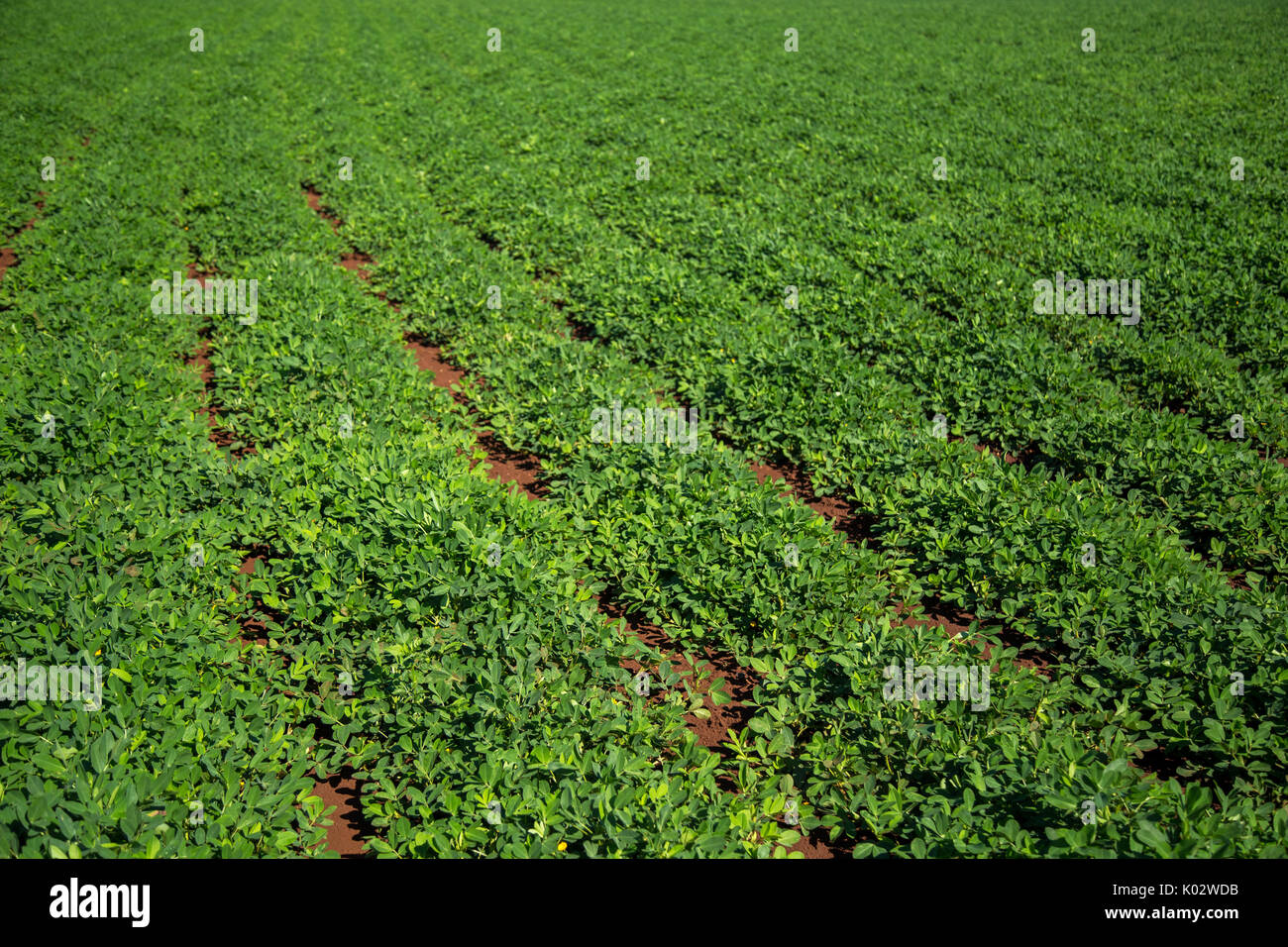 Peanut field plantation nature Stock Photo - Alamy