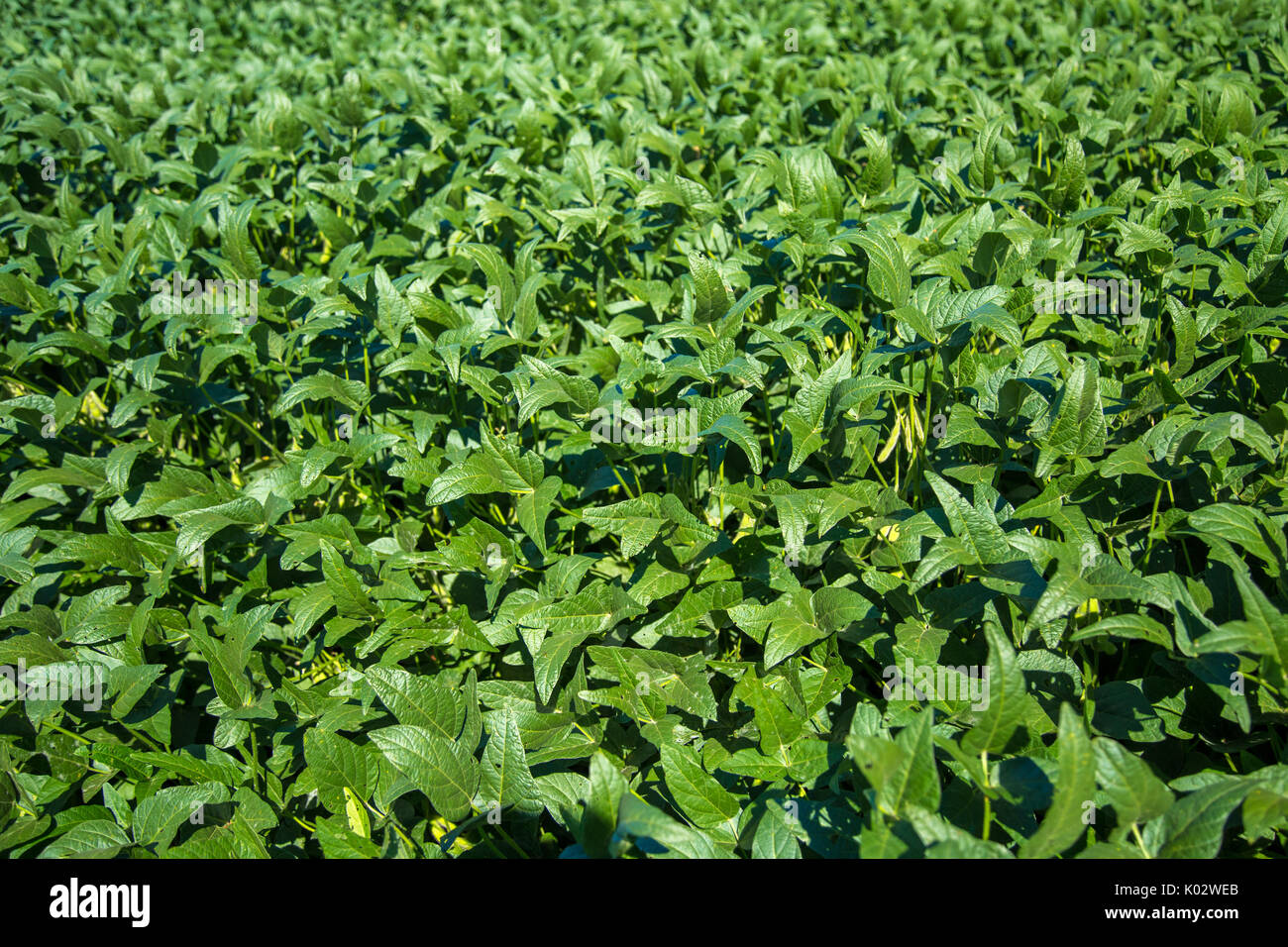 Soybean field hi-res stock photography and images - Alamy