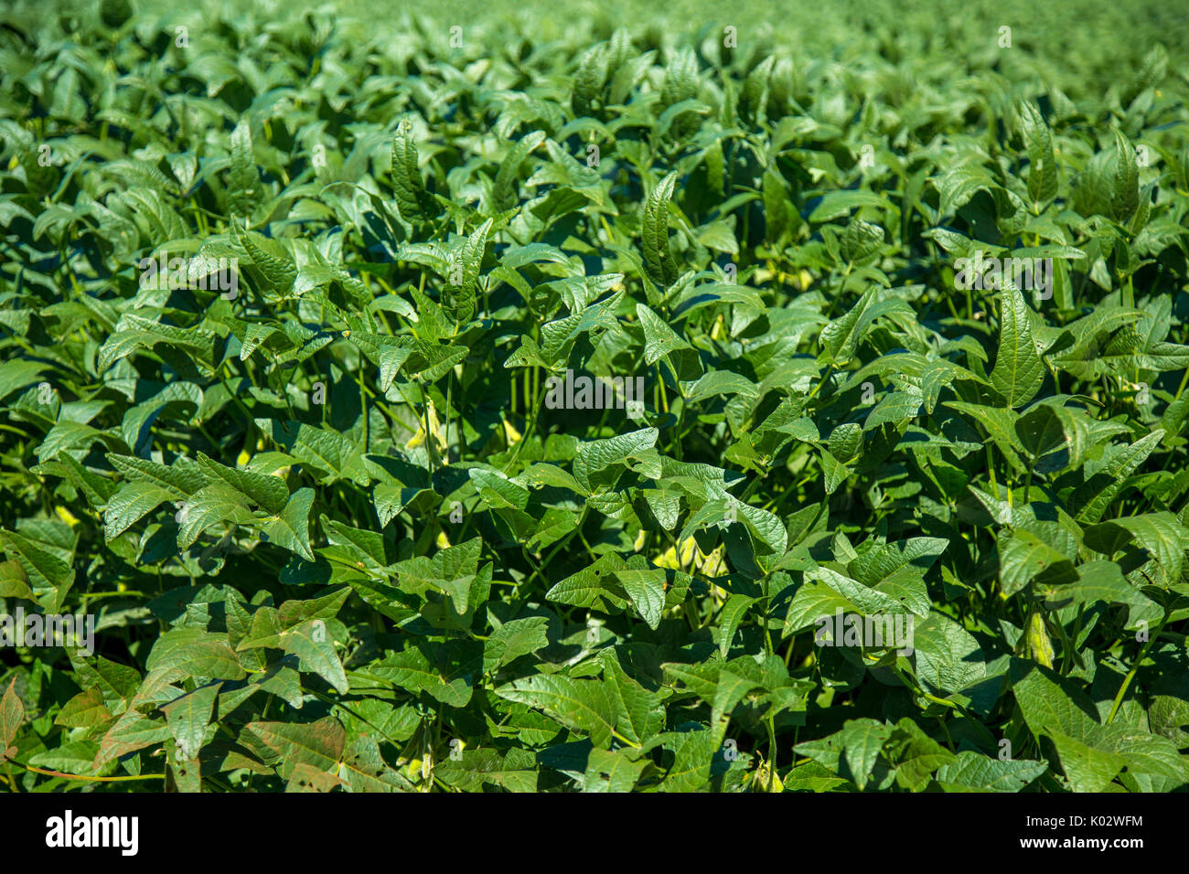 Soybean harvest and sunrise hi-res stock photography and images - Alamy
