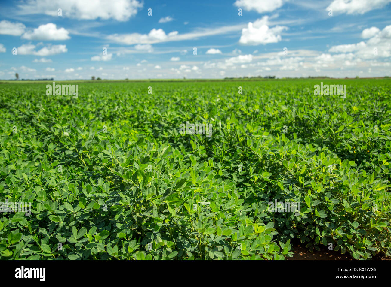 Peanut field plantation nature Stock Photo - Alamy