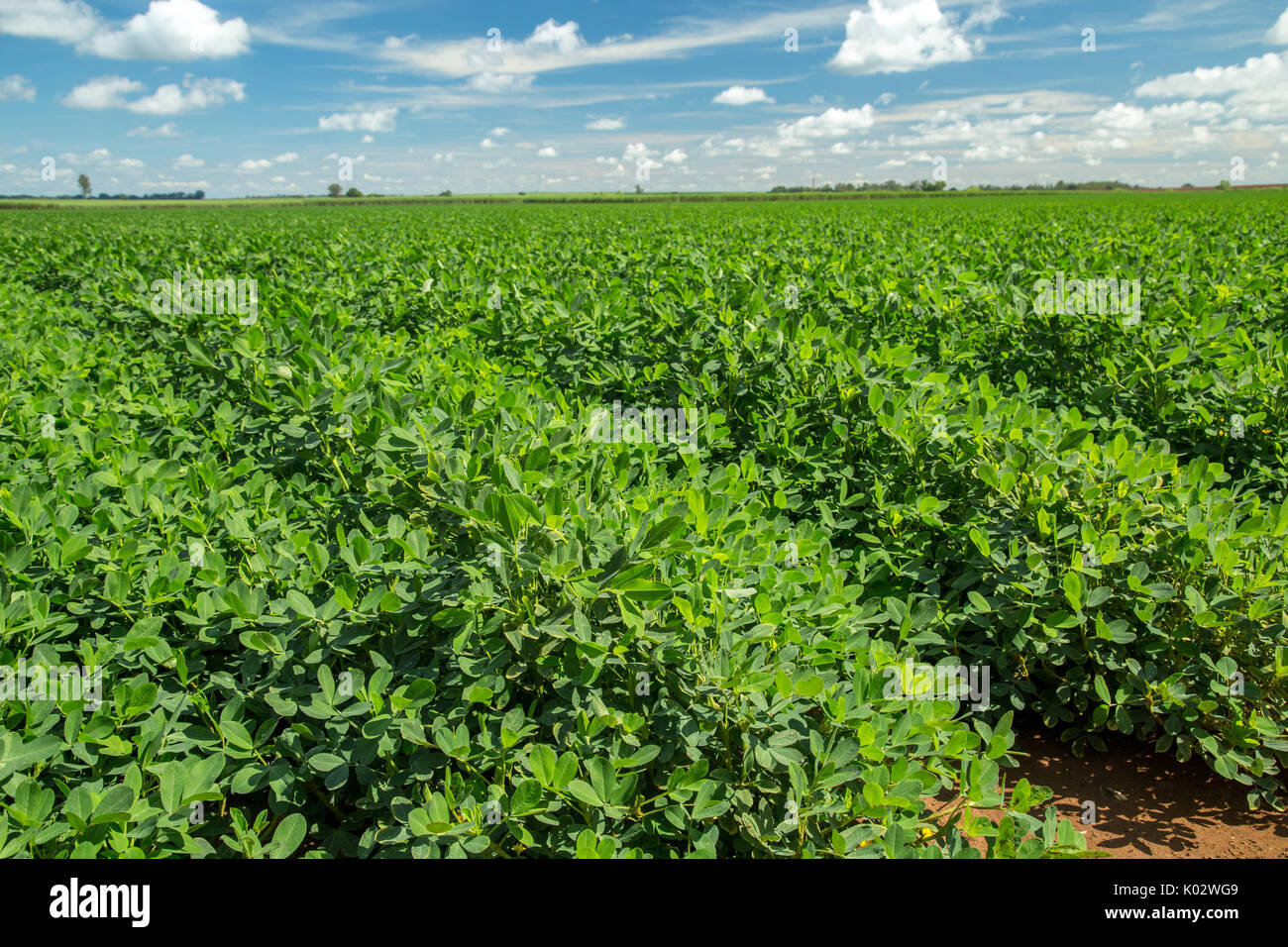 Peanut field plantation nature Stock Photo - Alamy