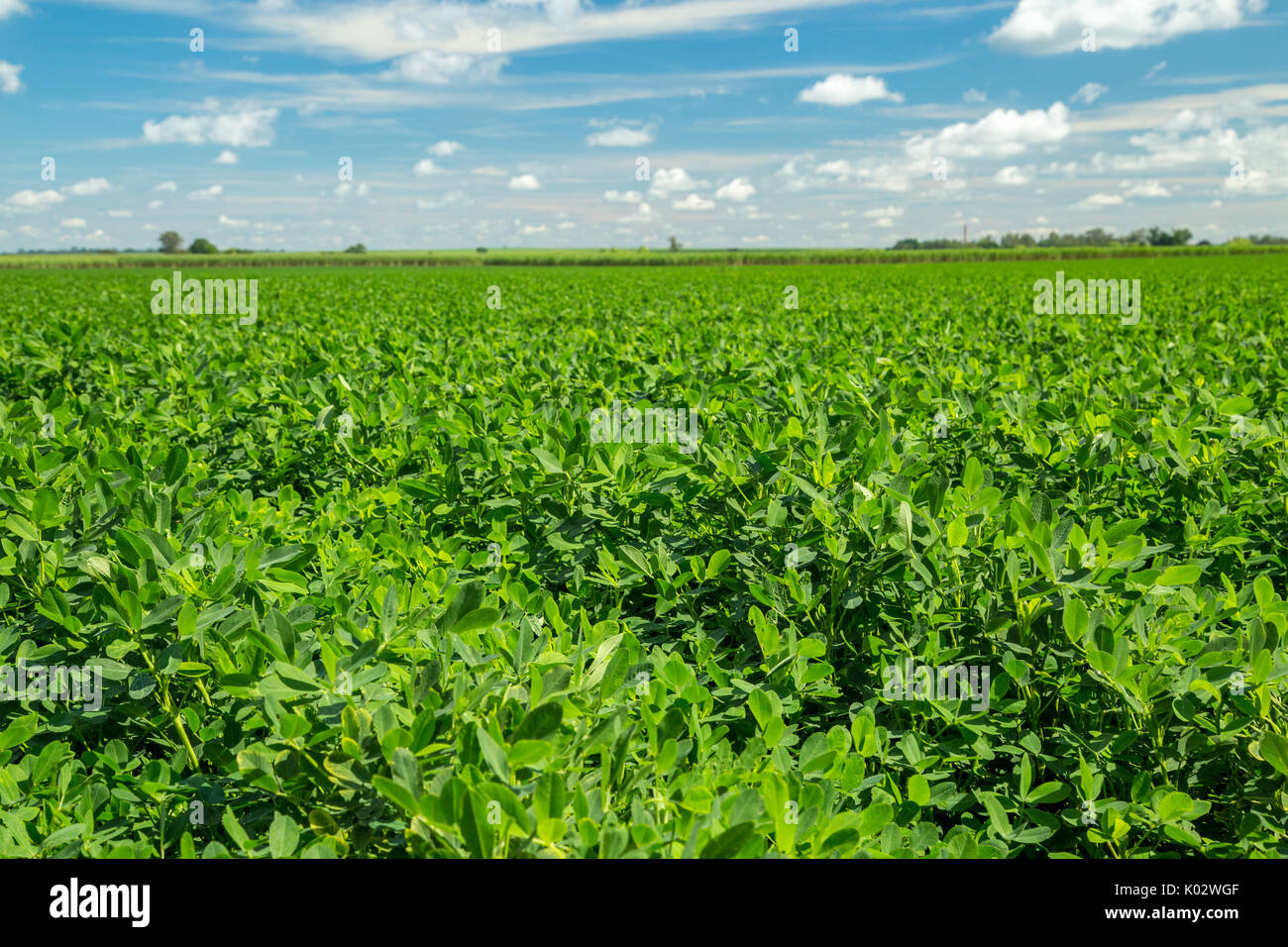 Peanut field plantation nature Stock Photo - Alamy
