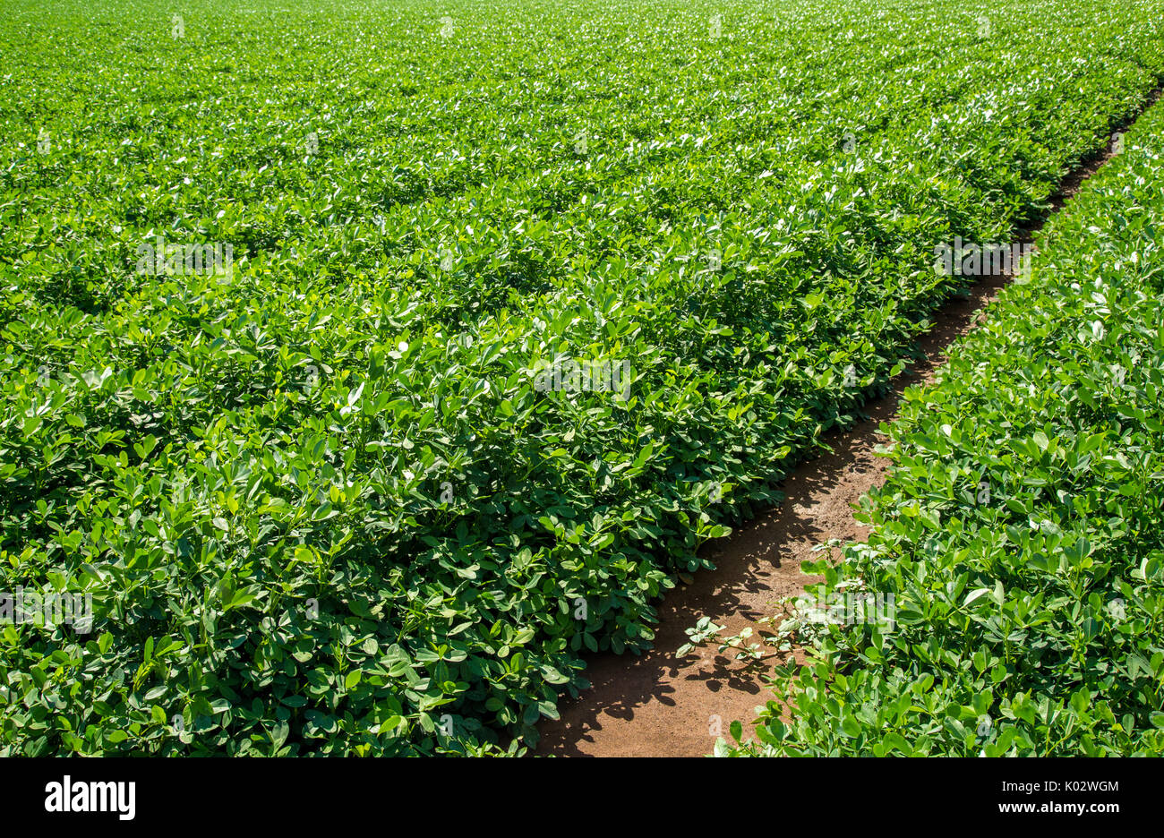 Peanut field plantation nature Stock Photo - Alamy