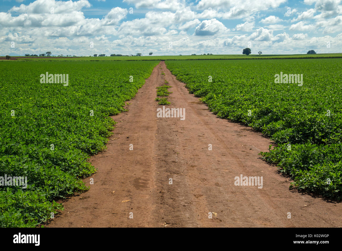 Peanut field plantation nature Stock Photo - Alamy