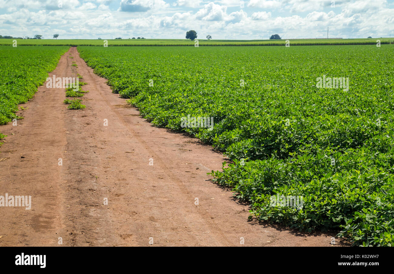 Peanut field plantation nature Stock Photo - Alamy
