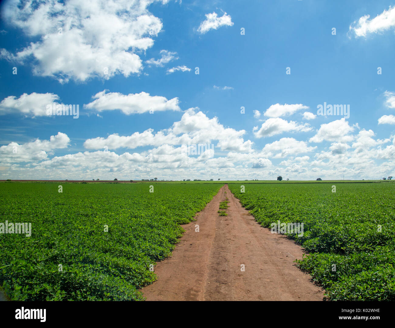 Peanut field plantation nature Stock Photo - Alamy