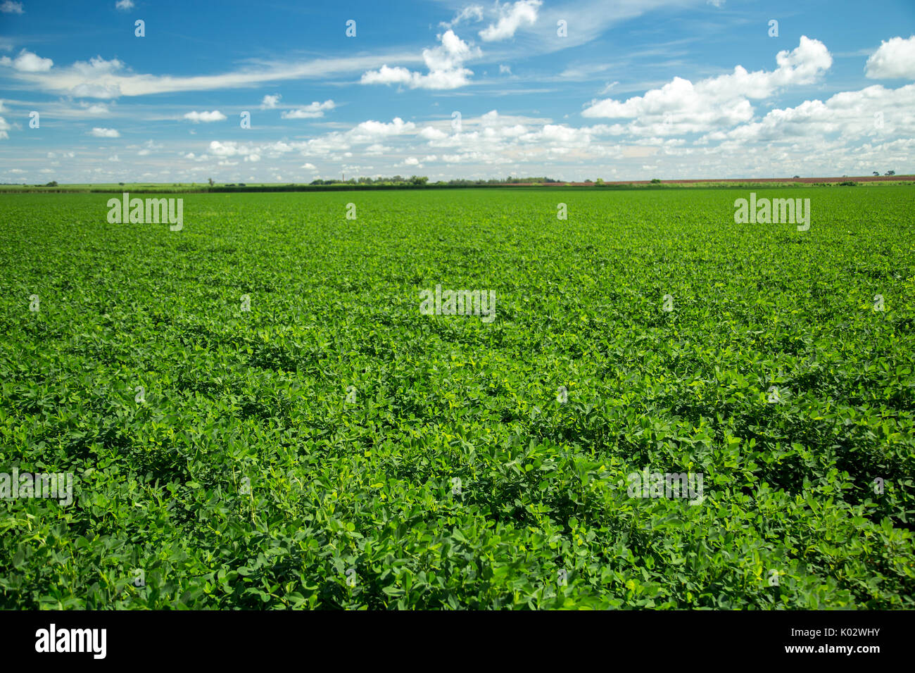 Peanut field plantation nature Stock Photo - Alamy