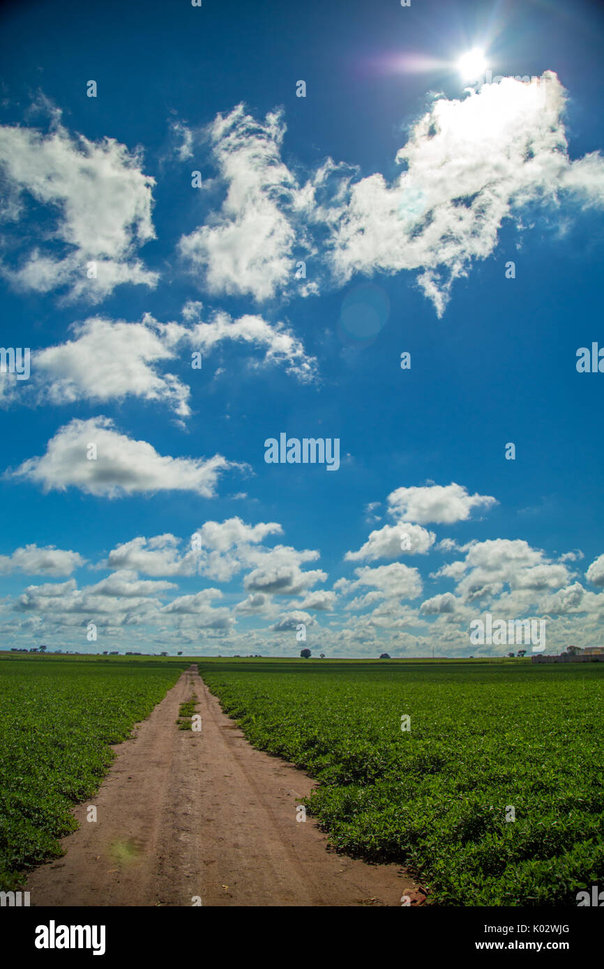 Peanut field plantation nature Stock Photo - Alamy