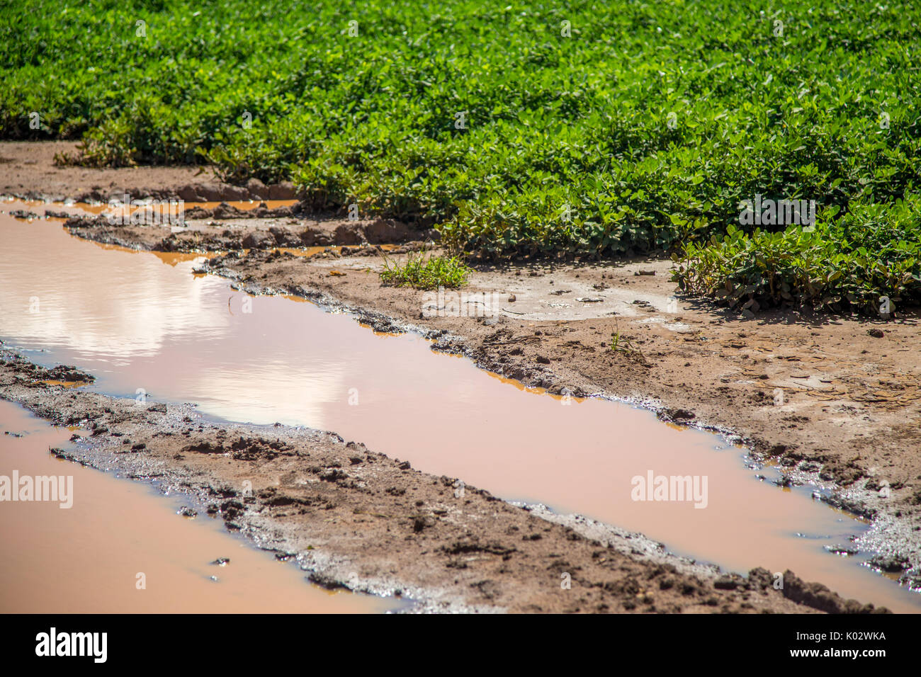 Peanut field plantation nature Stock Photo - Alamy