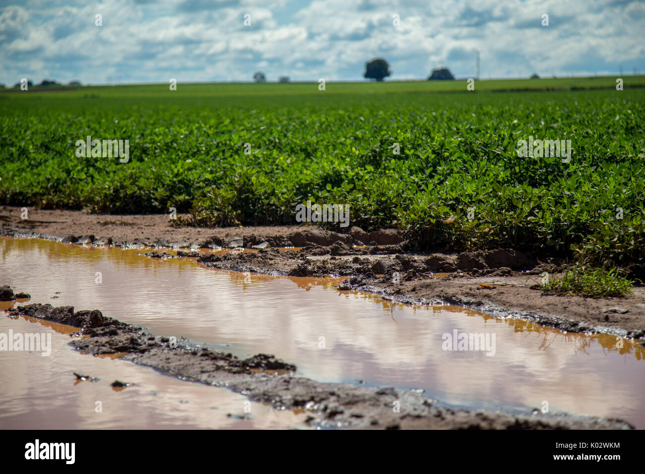 Peanut field plantation nature Stock Photo - Alamy