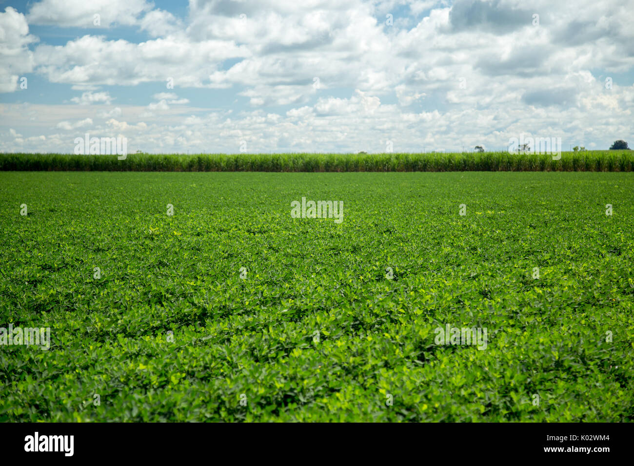 Groundnut Field High Resolution Stock Photography and Images - Alamy