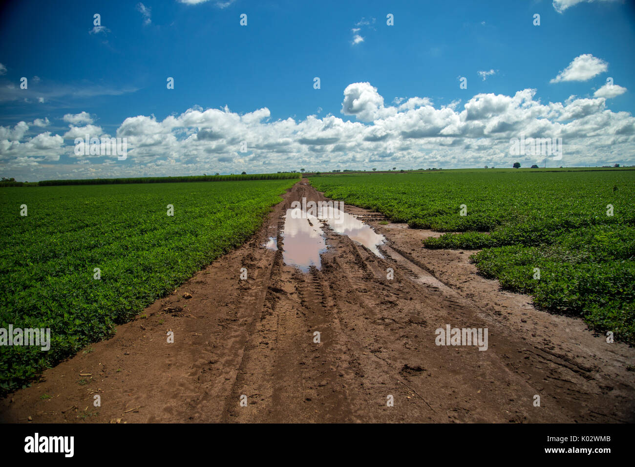 Peanut field plantation nature Stock Photo - Alamy