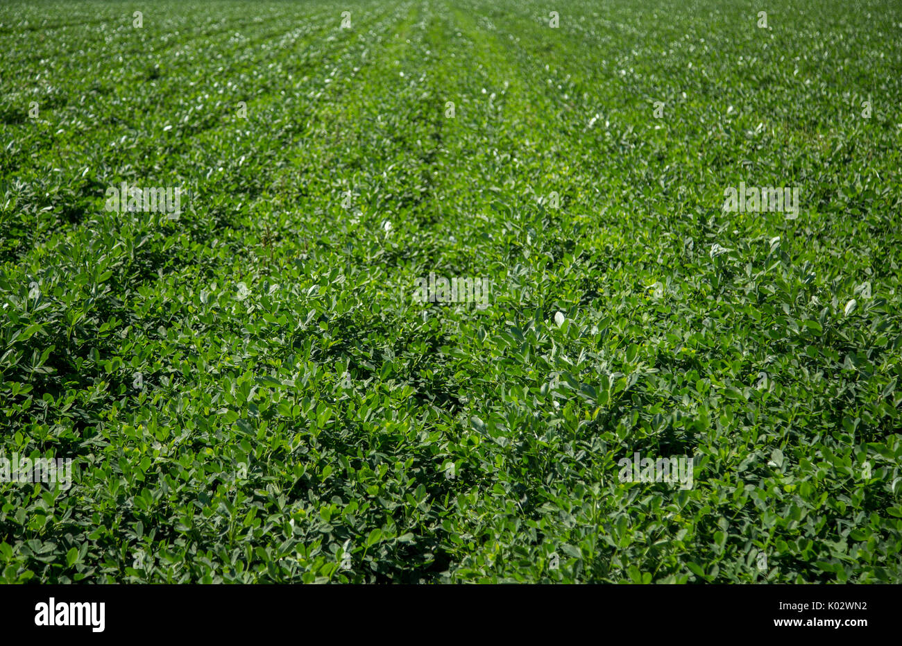 Peanut field plantation nature Stock Photo - Alamy