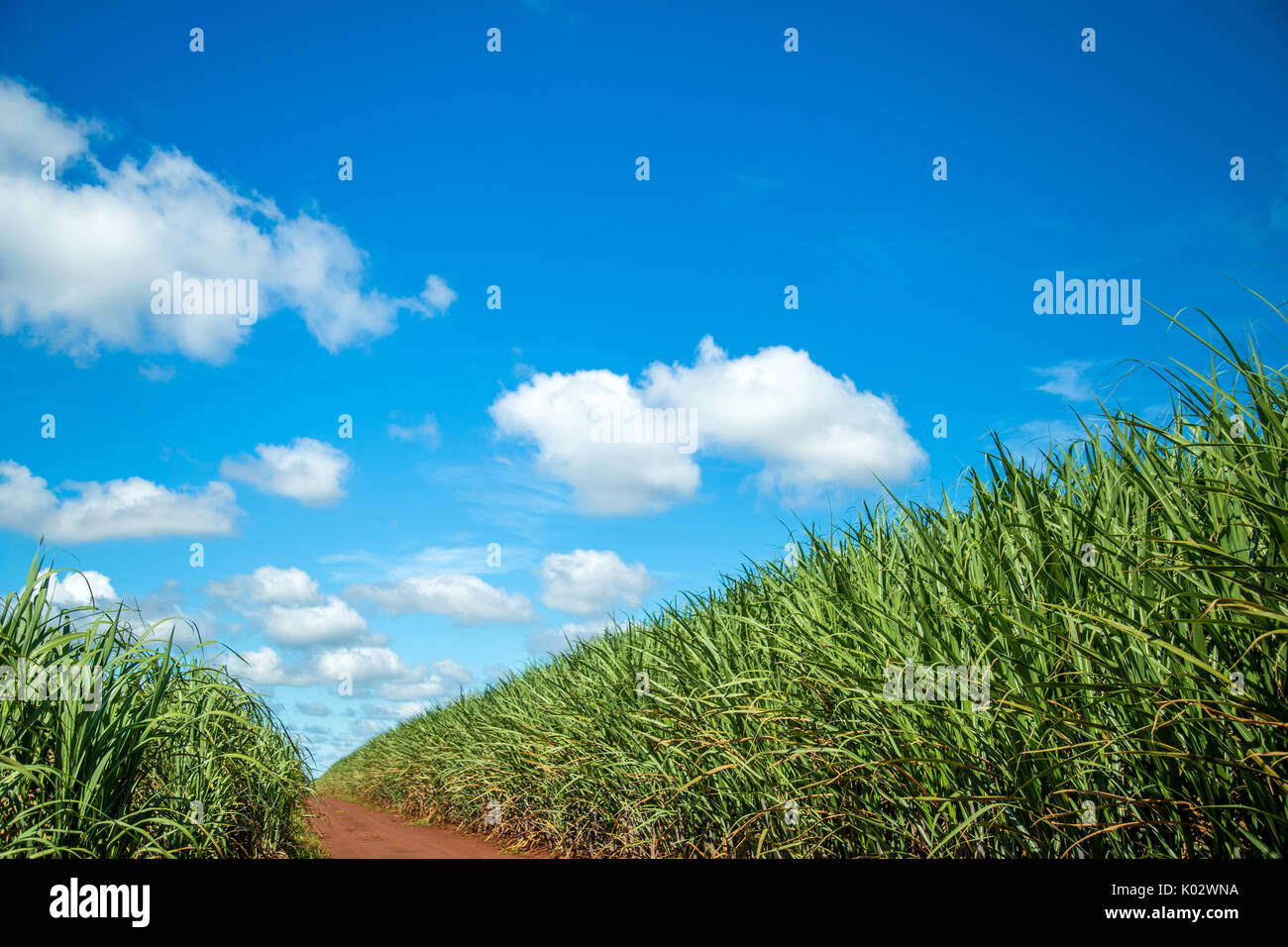 Sugar cane plantation Stock Photo - Alamy