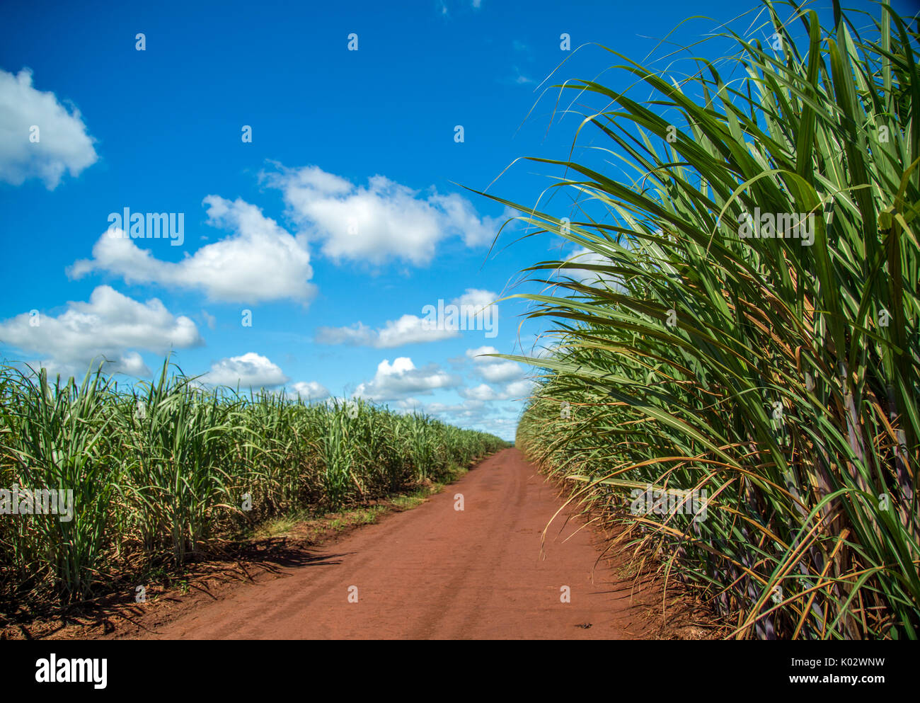 Sugar cane plantation Stock Photo - Alamy