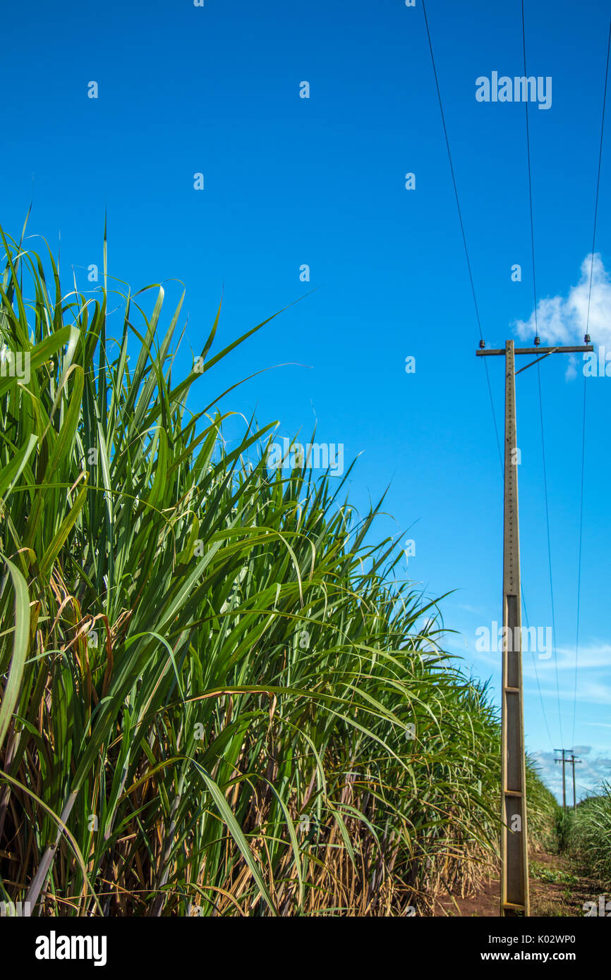 Sugar cane plantation Stock Photo - Alamy
