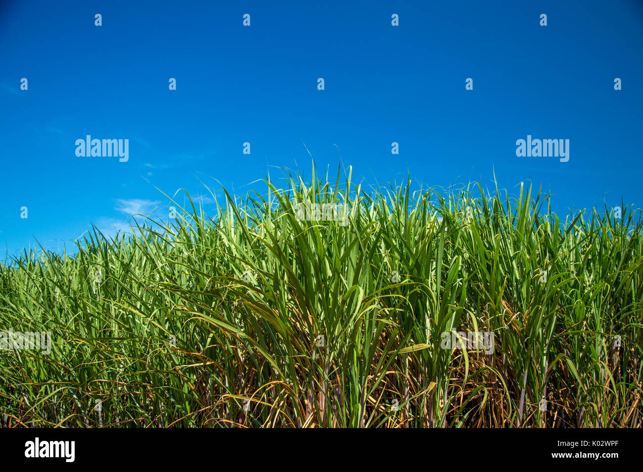 Sugar cane plantation Stock Photo - Alamy