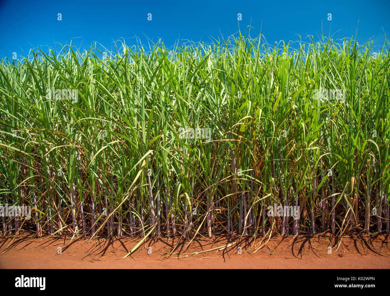 Sugar cane plantation Stock Photo - Alamy