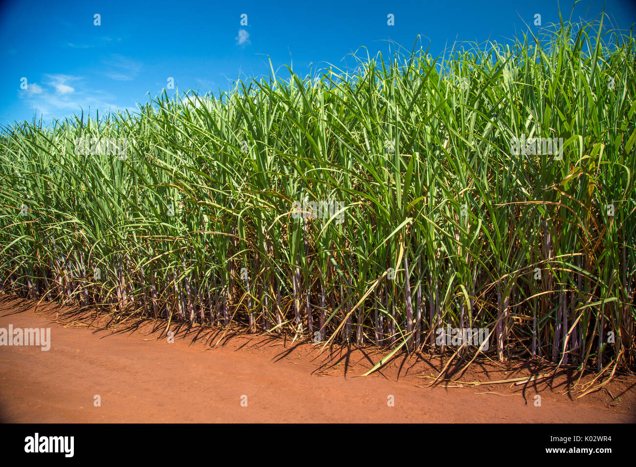 Sugar cane plantation Stock Photo - Alamy
