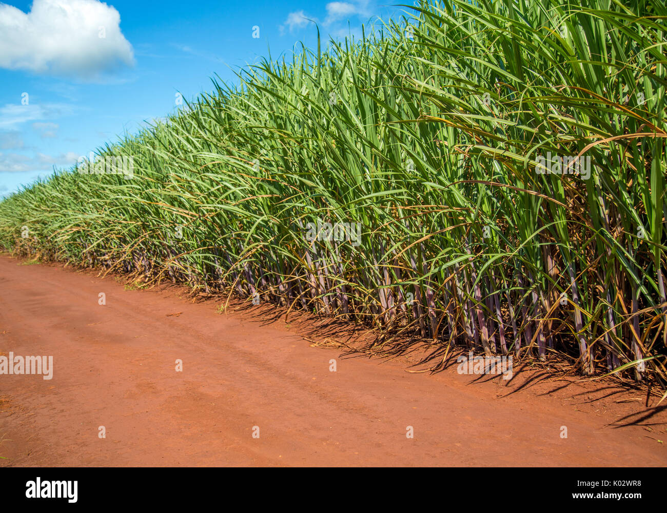 Sugar cane plantation Stock Photo - Alamy