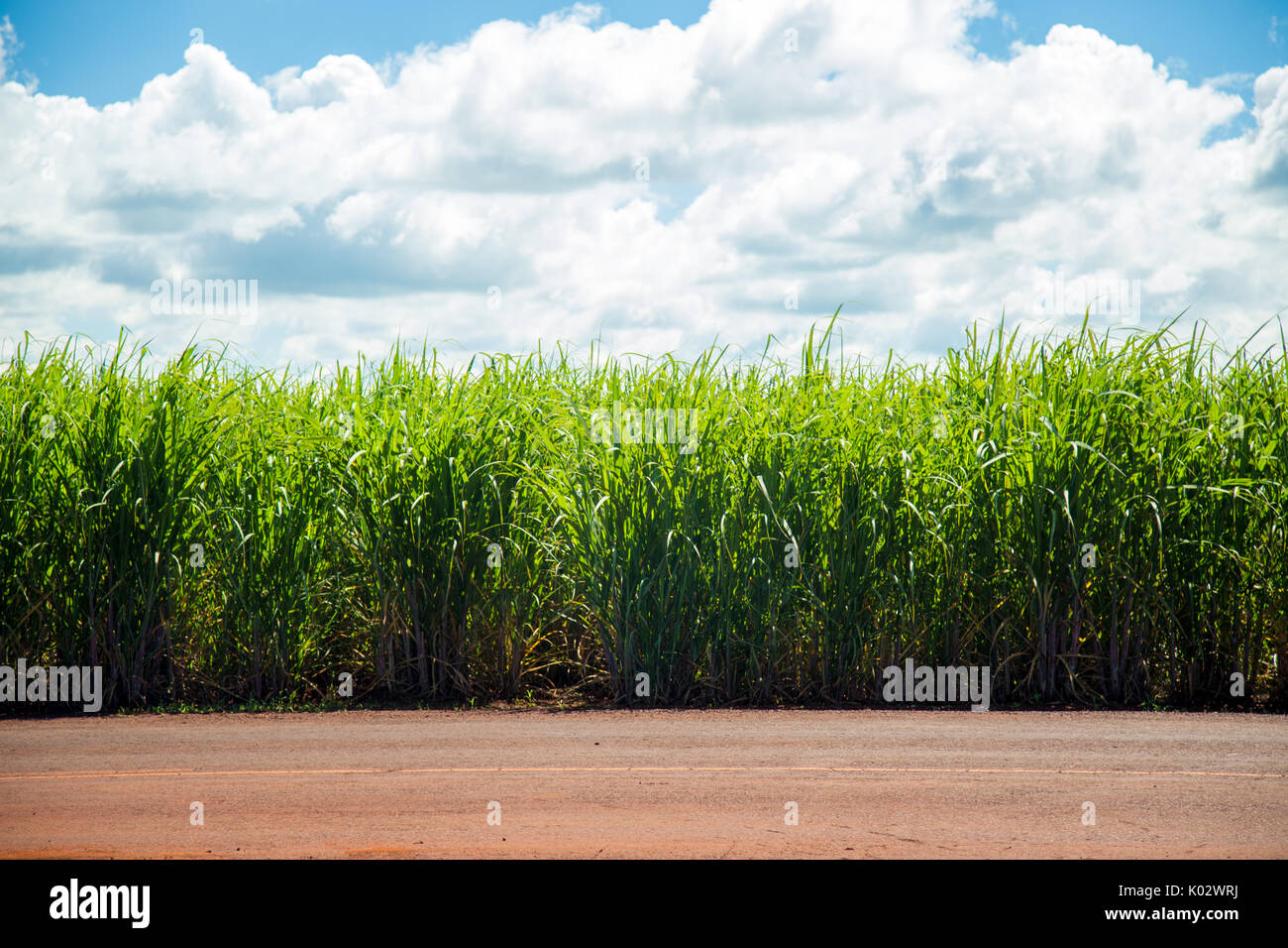 Sugar cane plantation Stock Photo - Alamy
