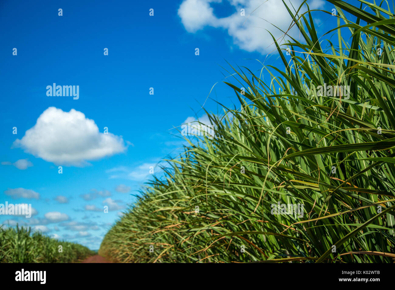Sugar cane plantation Stock Photo - Alamy