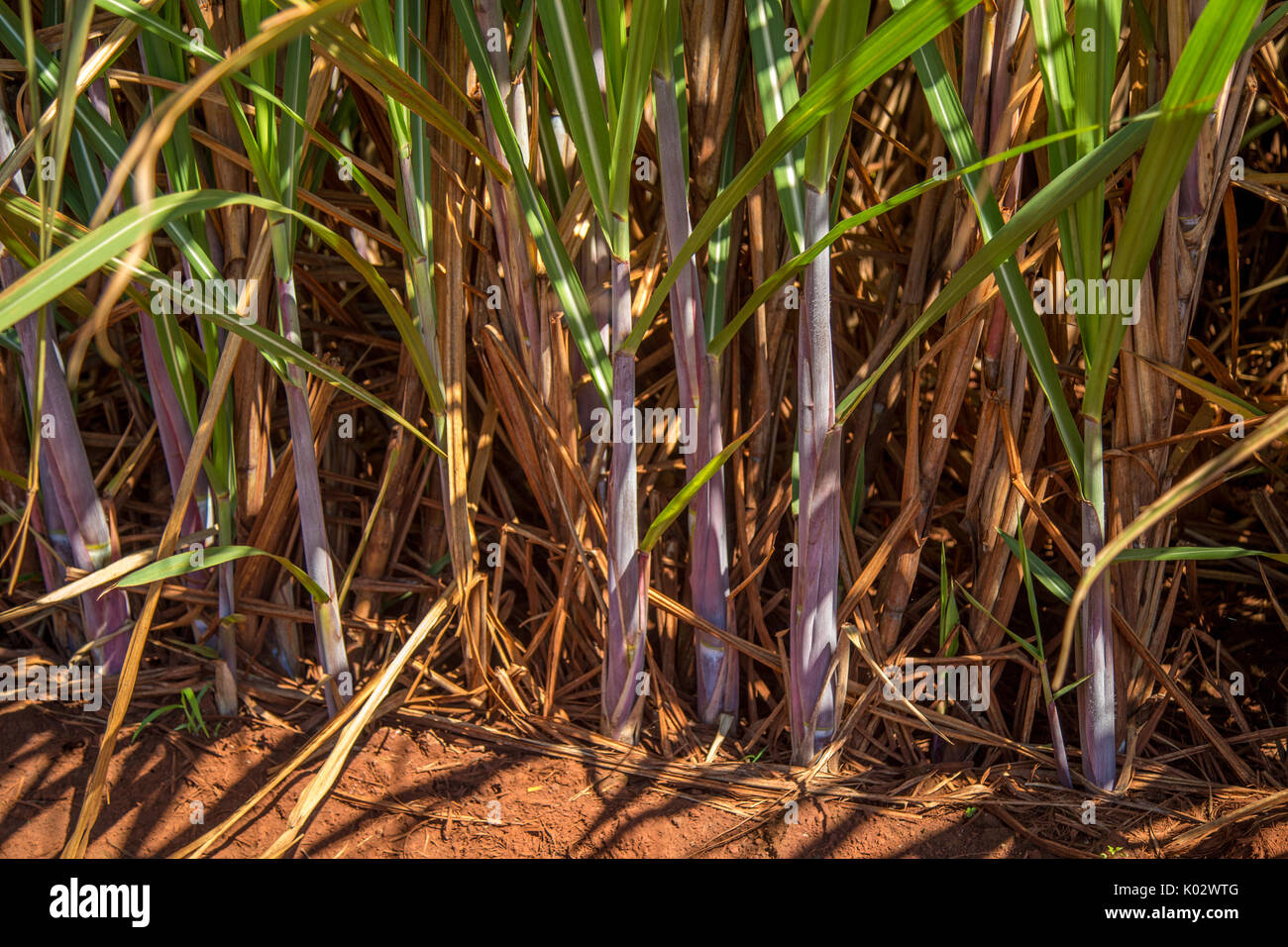 Sugar cane plantation Stock Photo - Alamy