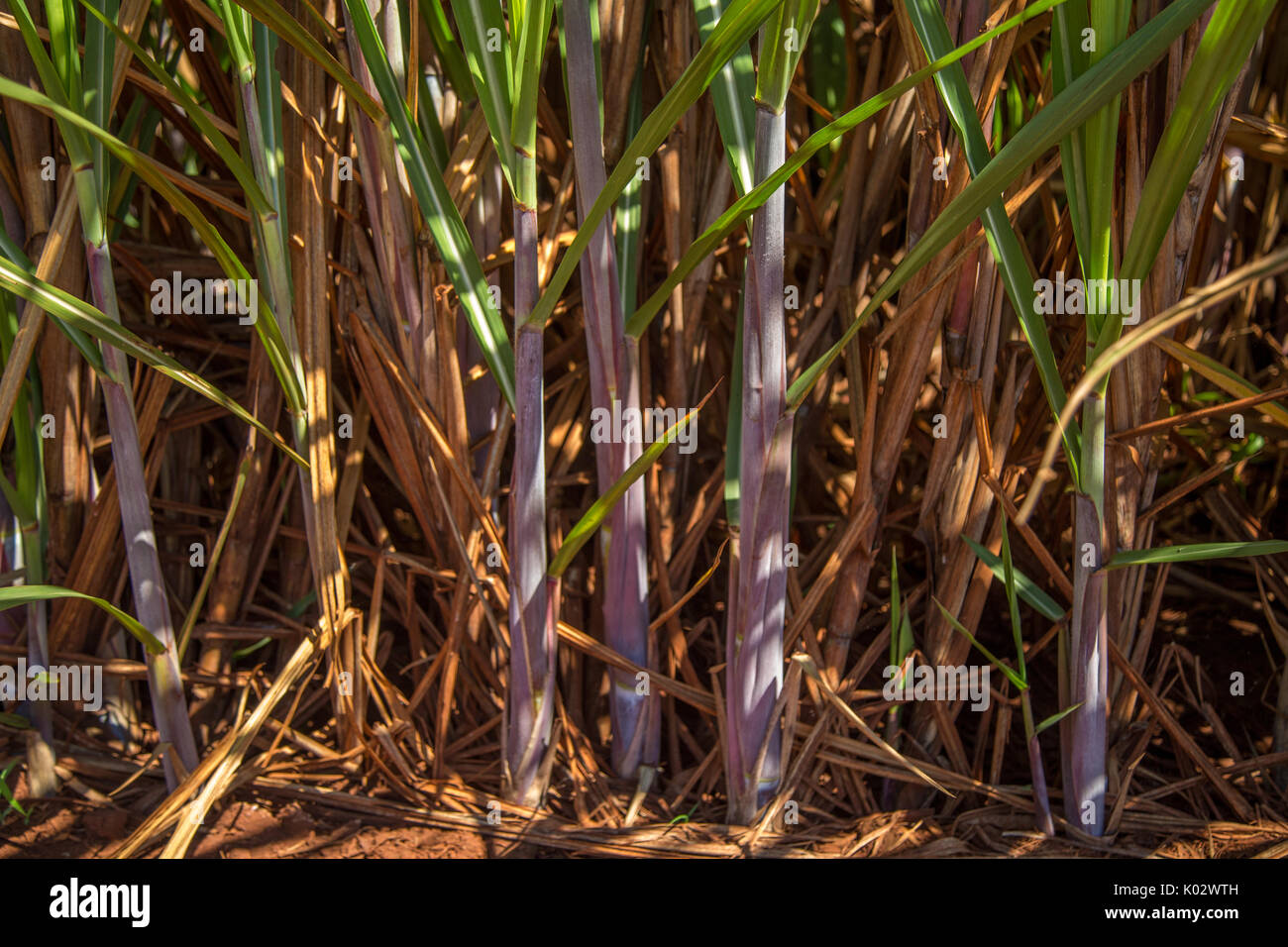 Sugar cane plantation Stock Photo - Alamy