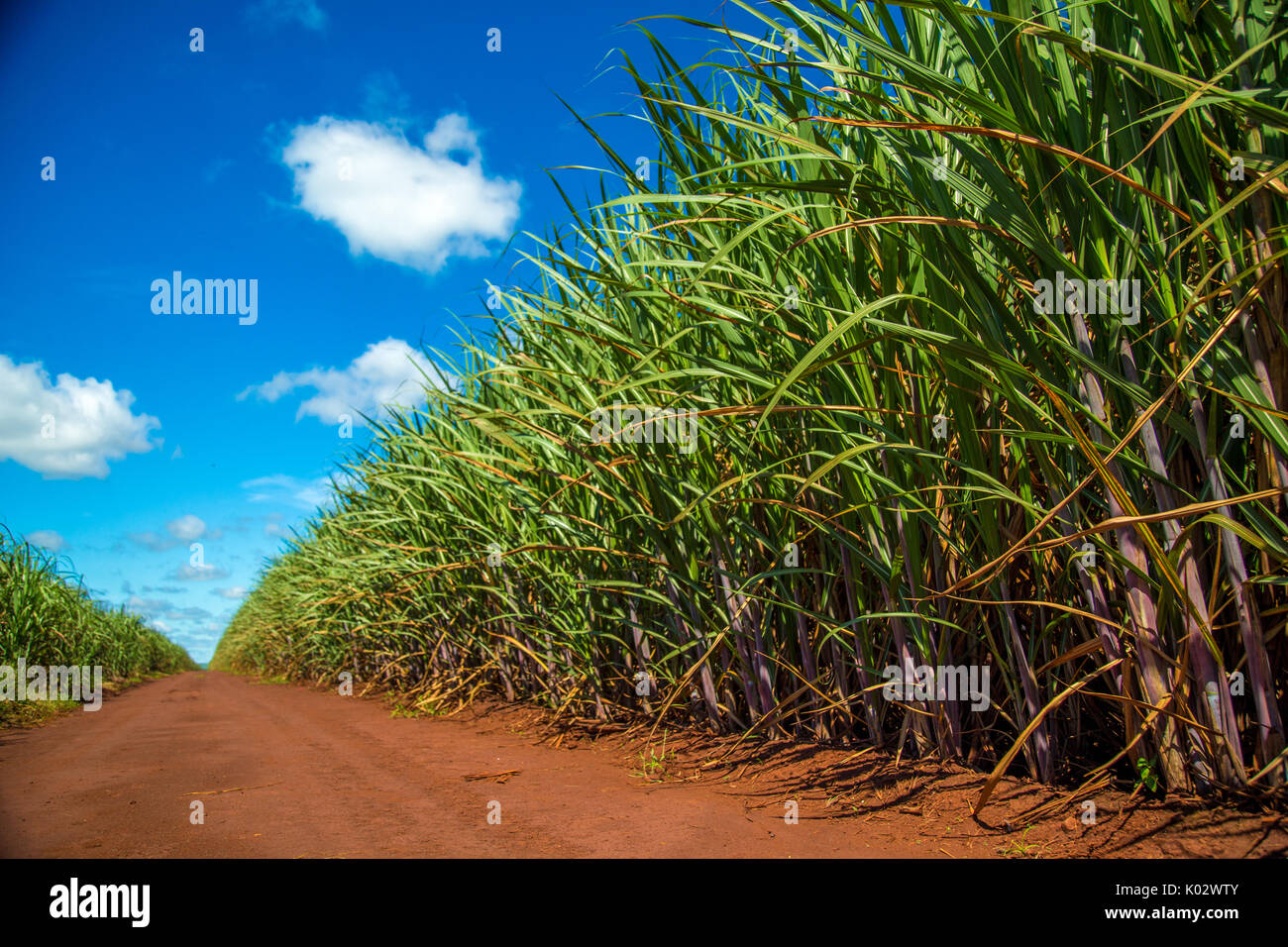 Sugar cane plantation Stock Photo - Alamy