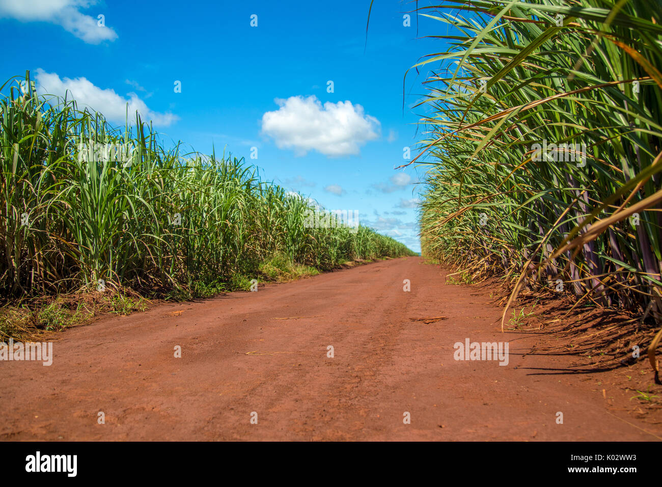 Sugar cane plantation Stock Photo - Alamy