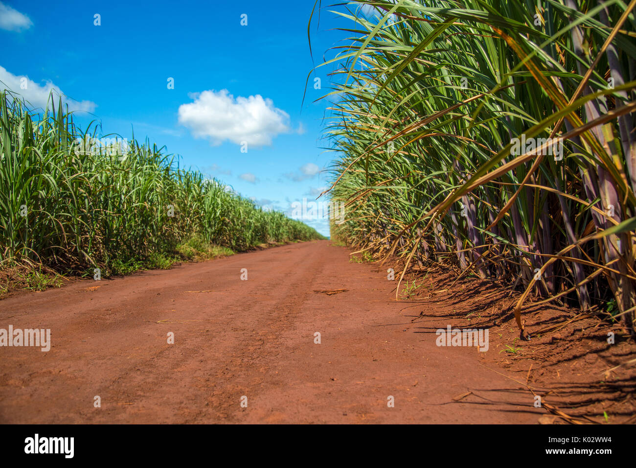 Sugar cane plantation Stock Photo - Alamy