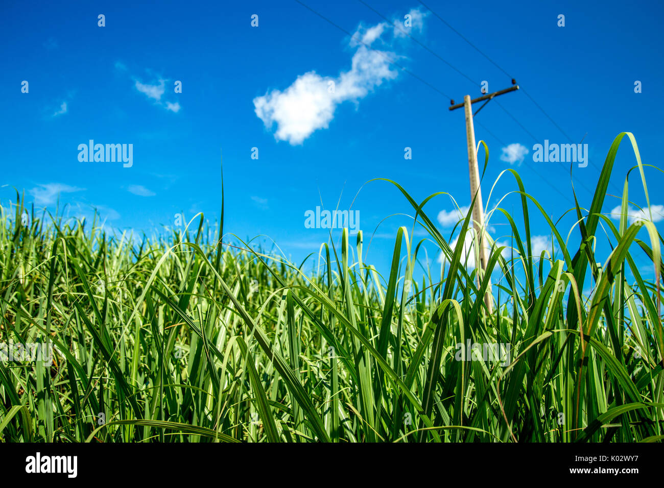 Sugar cane plantation Stock Photo - Alamy