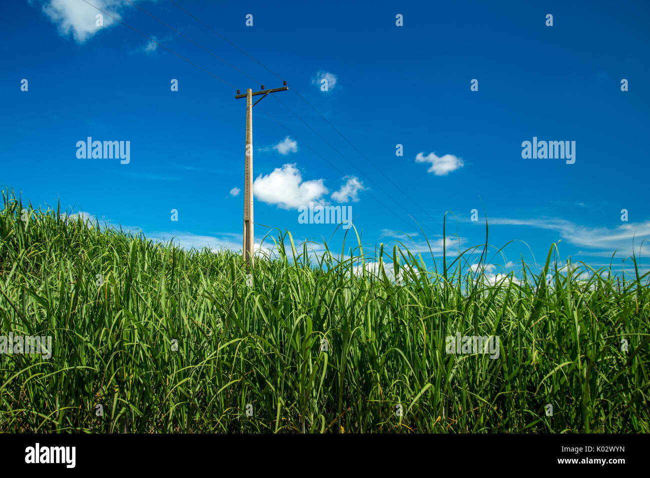 Sugar cane plantation Stock Photo - Alamy