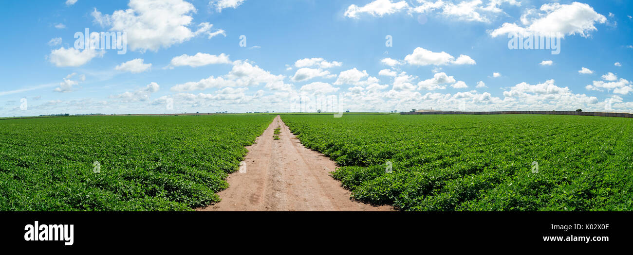 Peanut field plantation nature Stock Photo - Alamy
