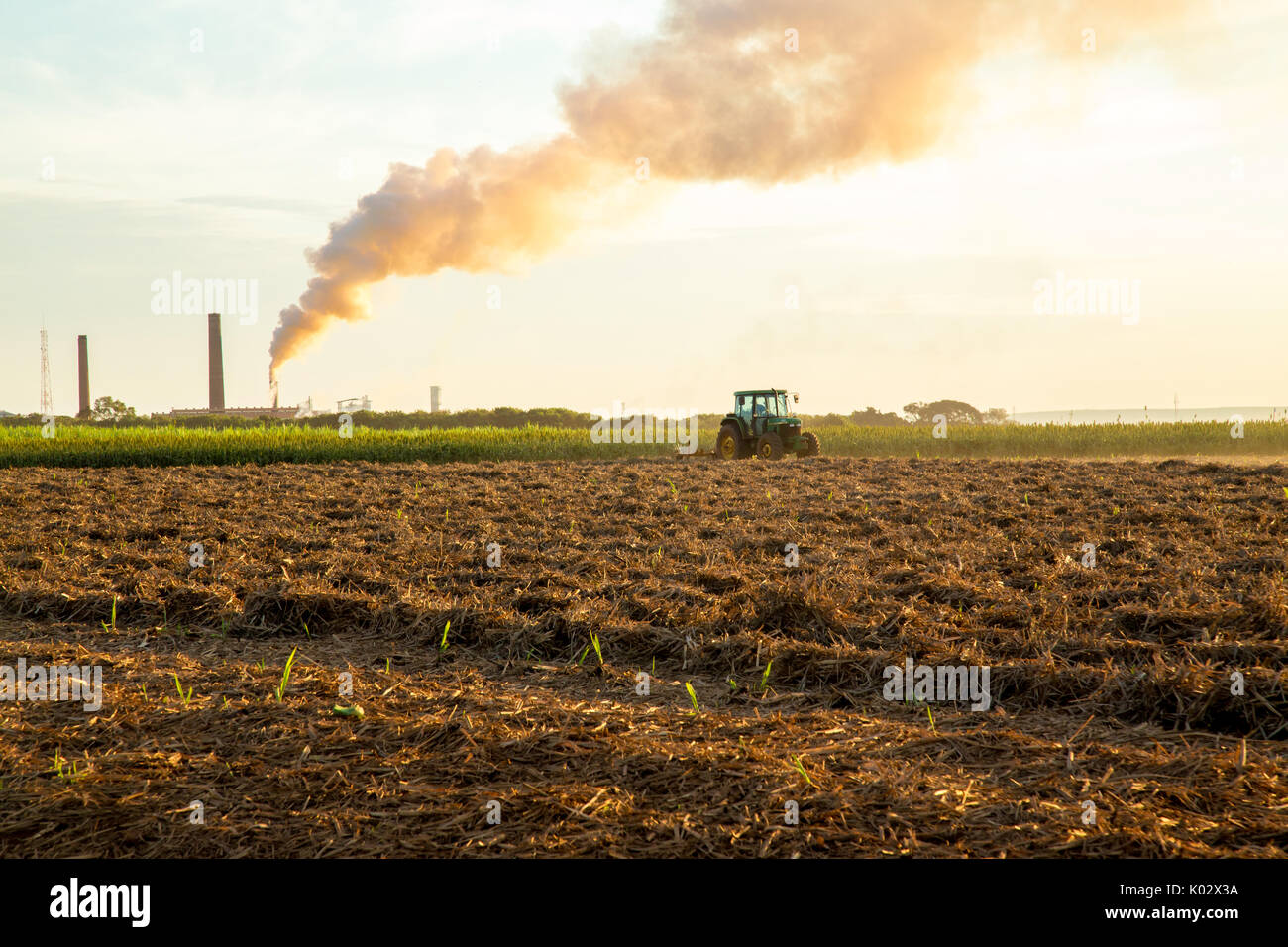 sugar cane sunset Stock Photo - Alamy