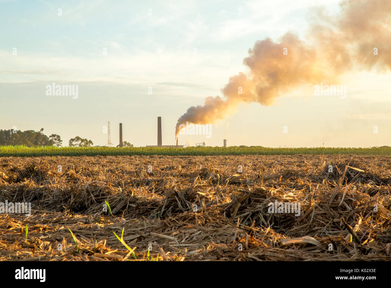 sugar cane sunset Stock Photo - Alamy
